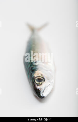 Mackerel come inshore at Chesil Beach in Dorset England UK in the ...