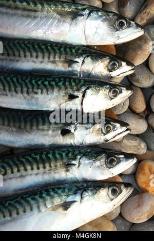 Mackerel come inshore at Chesil Beach in Dorset England UK in the ...