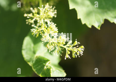 Fox grape (Vitis labrusca) fruits - USA Stock Photo - Alamy