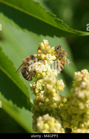Rhus typhina, Sumac, with bee Stock Photo - Alamy