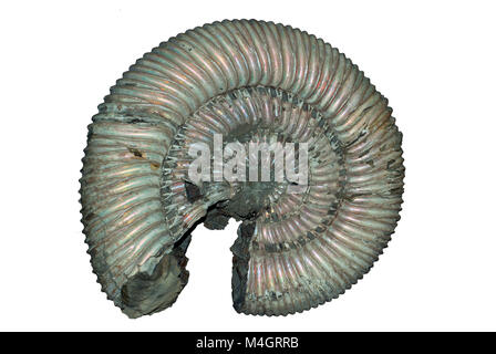 Shell of mollusk ammonite with mother-of-pearl cutaway from two sides ...