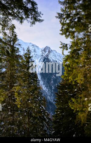 Mountain pines and other trees in the Larra Karst Massif, Reserva ...
