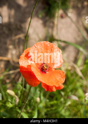 Poppy flowers in a backyard garden Stock Photo - Alamy