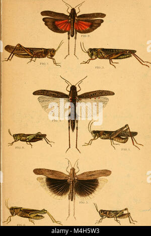The 1902 annual report of the Entomologist at the University of ...