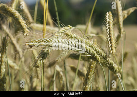 Secale cereale. Rye grass seed head Stock Photo: 37477668 - Alamy