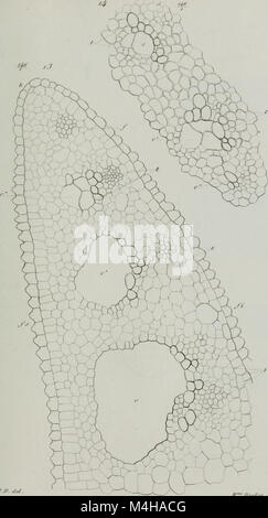 The 1859 volume of 'Annales des Sciences Naturelles Botaniques ...