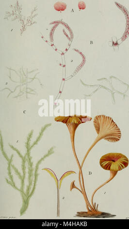 The 1860 volume of 'Annales des Sciences Naturelles Botaniques ...