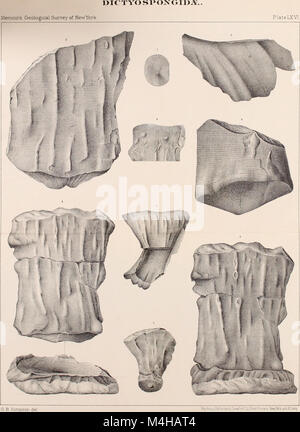 The 1896 annual report of the Regents of the New York State Museum ...