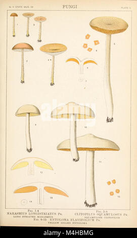 The 1905 Annual Report of the Regents of the New York State Museum ...