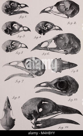 This 1908 report outlines the activities and acquisitions of the New ...