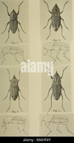 The 1887 Annual Report on the noxious insects of Illinois documents the ...