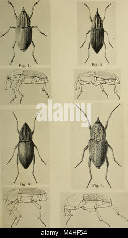 Annual report on the noxious insects of the State of Illinois (1887 ...