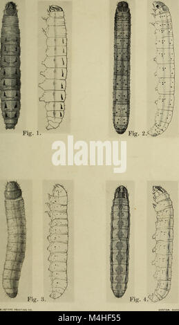 The 1887 Annual Report on the noxious insects of Illinois documents the ...