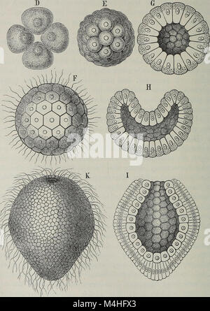 This 1910 work on anthropogenesis explores the development and ...