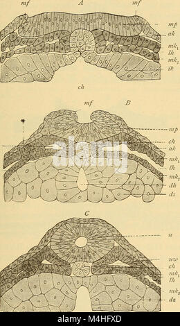 This 1910 work explores human development and evolution, focusing on ...