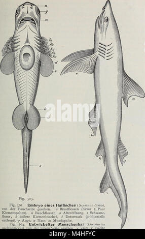 This 1910 work, 'Anthropogenie,' explores human evolution, detailing ...