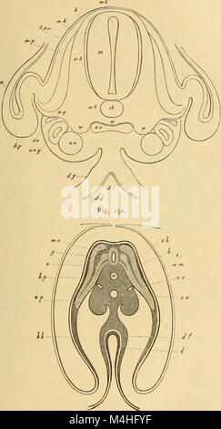 The work discusses the evolution of human beings, focusing on their ...