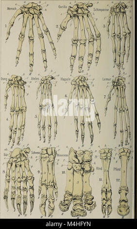 This 1910 work on anthropogenesis explores the development and ...