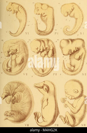 'Anthropogenie' (1910) explores the development and evolution of humans ...