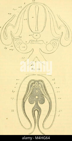 This work explores the origin and development of humans, focusing on ...