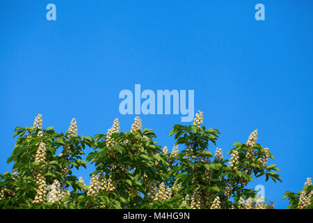 Blooming white chestnut against the blue sky with a cloud Stock Photo ...