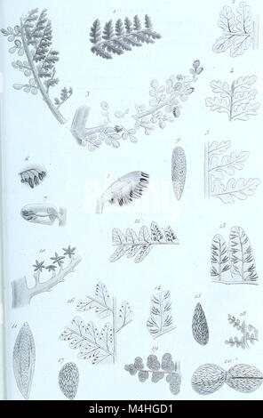 The 1883 'Annales des Sciences Naturelles Botaniques' features ...