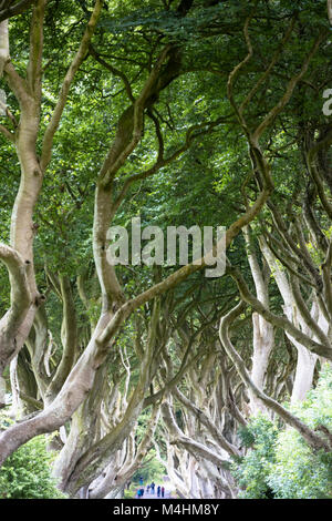 Magical forest, Northern Ireland Stock Photo - Alamy