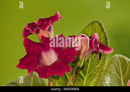 Red burgundy gloxinia flowers Macro shot Stock Photo - Alamy
