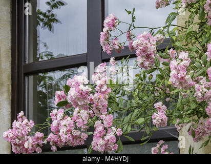 window, climbing rose, windows, climbing roses Stock Photo - Alamy
