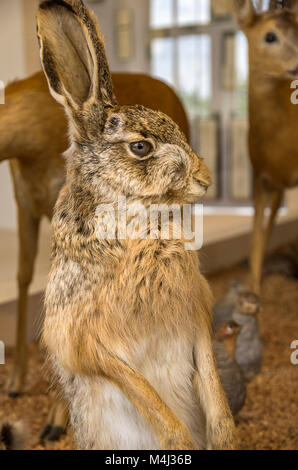 Hare and other forest animalsl in the Forest Museum (Waldmuseum) of ...