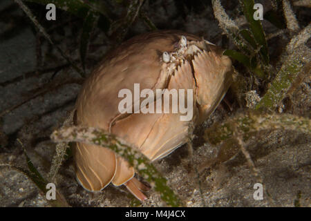 crab smooth (Calappa calappa) Bohol Sea, Cebu, Philippines, Southeast ...