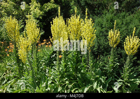 Verbascum olympicum, Greek Mullein, Olympian Mullein, tall flower head ...
