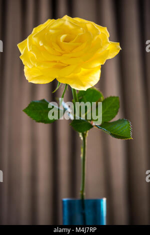 Close up of yellow rose bud on green bush in a garden. Single Rosa ...