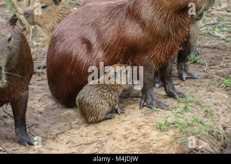 Baby Capybara suckling at its mother, Pantanal. Brazil Stock Photo - Alamy