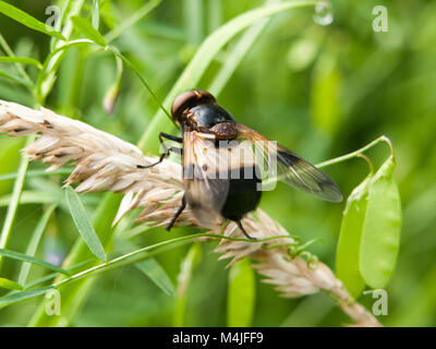 big detailed beautiful orange flower head garden Stock Photo - Alamy