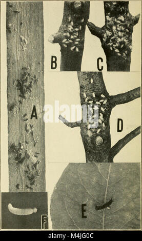 The 1922 study on Apanteles melanoscelus examines its role as a ...