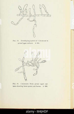 Apple diseases caused by Coryneum foliicolum and Phoma mali (1909 ...