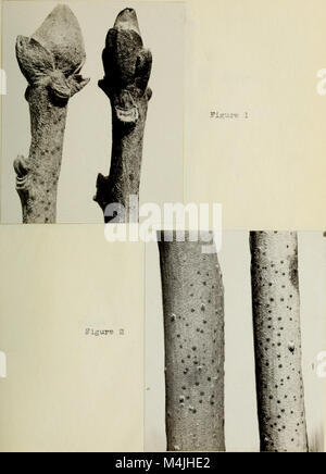 The 1920 study of Apple Fly-Speck addresses the causes and effects of ...