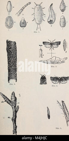 Apple Insects of Maine (1899) documents the insect species that affect ...