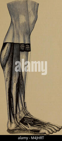 "Applied anatomy and kinesiology" (1917 Stock Photo - Alamy