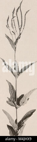 This work on botany covers various plant species, including the motile ...