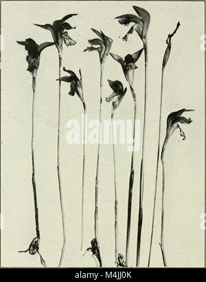 This text covers the botany of crop plants, with detailed descriptions ...