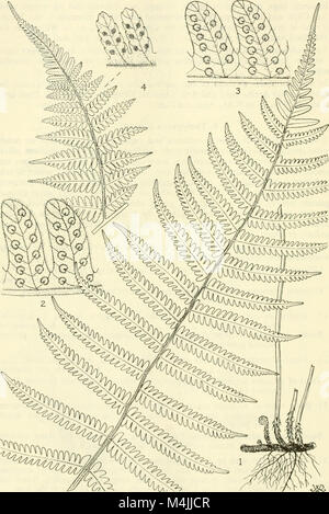 This 1972 publication covers aquatic and wetland plant species found in ...