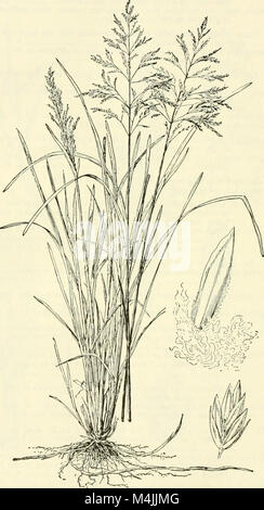 This 1972 work catalogs the aquatic and wetland plants native to the ...