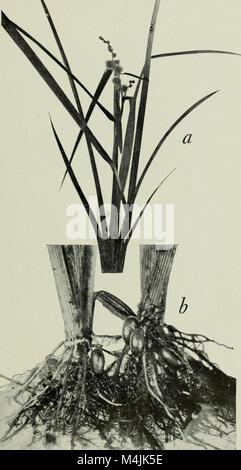 Aquatic insects in New York State (1903) (19124198244 Stock Photo - Alamy