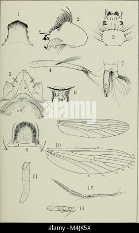 Aquatic insects in New York State (1903) (19720751716 Stock Photo - Alamy