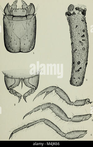 This 1903 study examines aquatic insect species in New York State ...