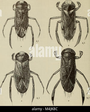 Aquatic insects of California, with keys to North American genera and ...