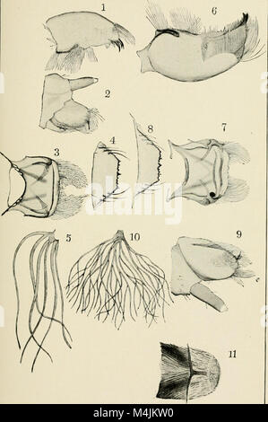 This 1903 publication focuses on aquatic nematocerous diptera, a group ...