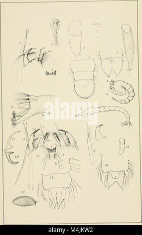 The 1903 study 'Aquatic Nematocerous Diptera' focuses on the aquatic ...